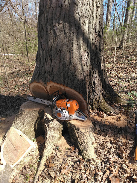 We use directional felling techniques to minimize damage to trees that ...